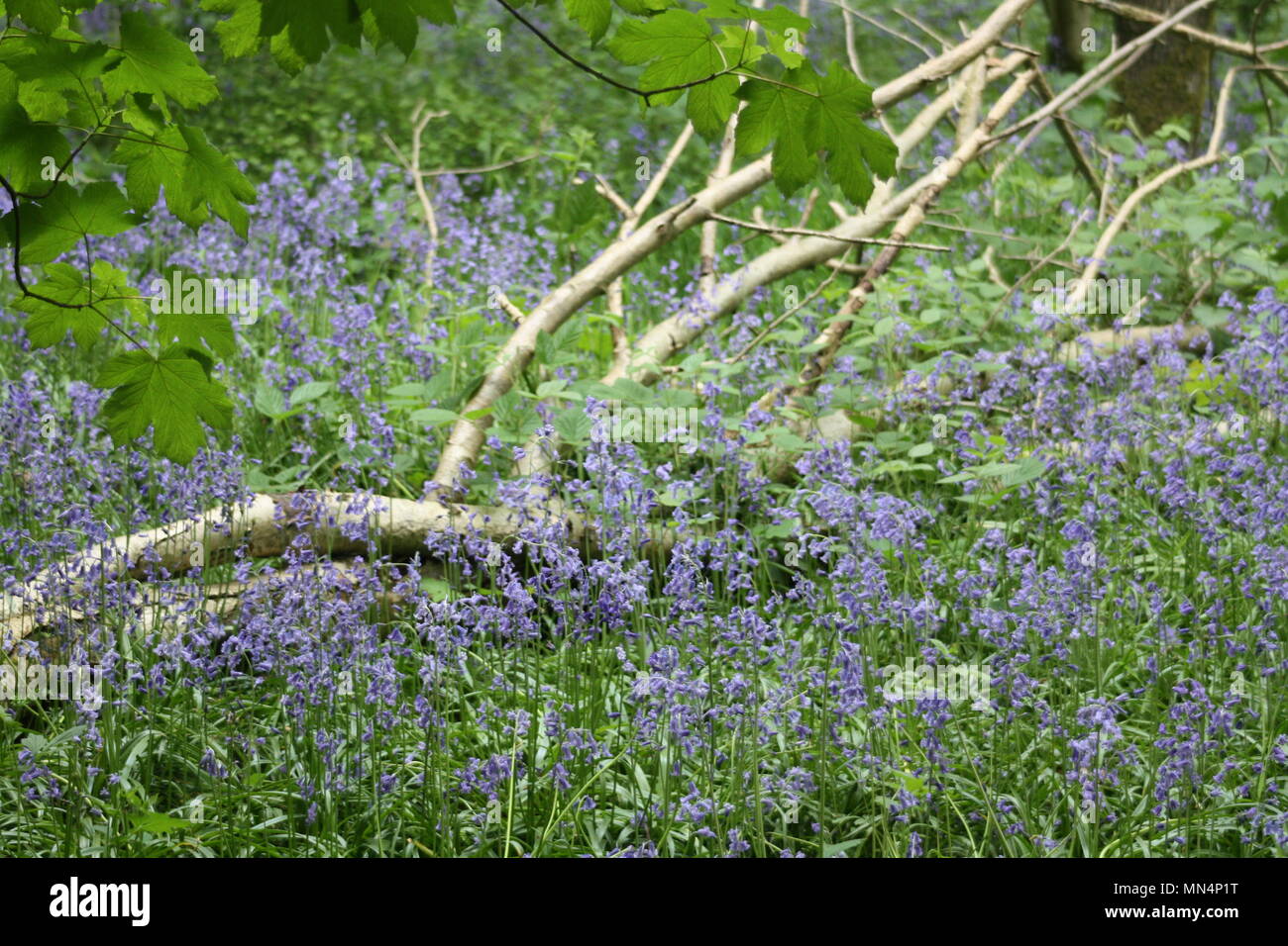 Droopy purple flowers hi-res stock photography and images - Alamy