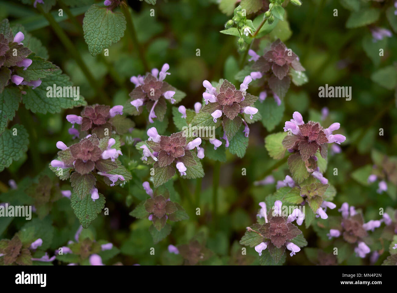 Lamium purpureum plants Stock Photo - Alamy