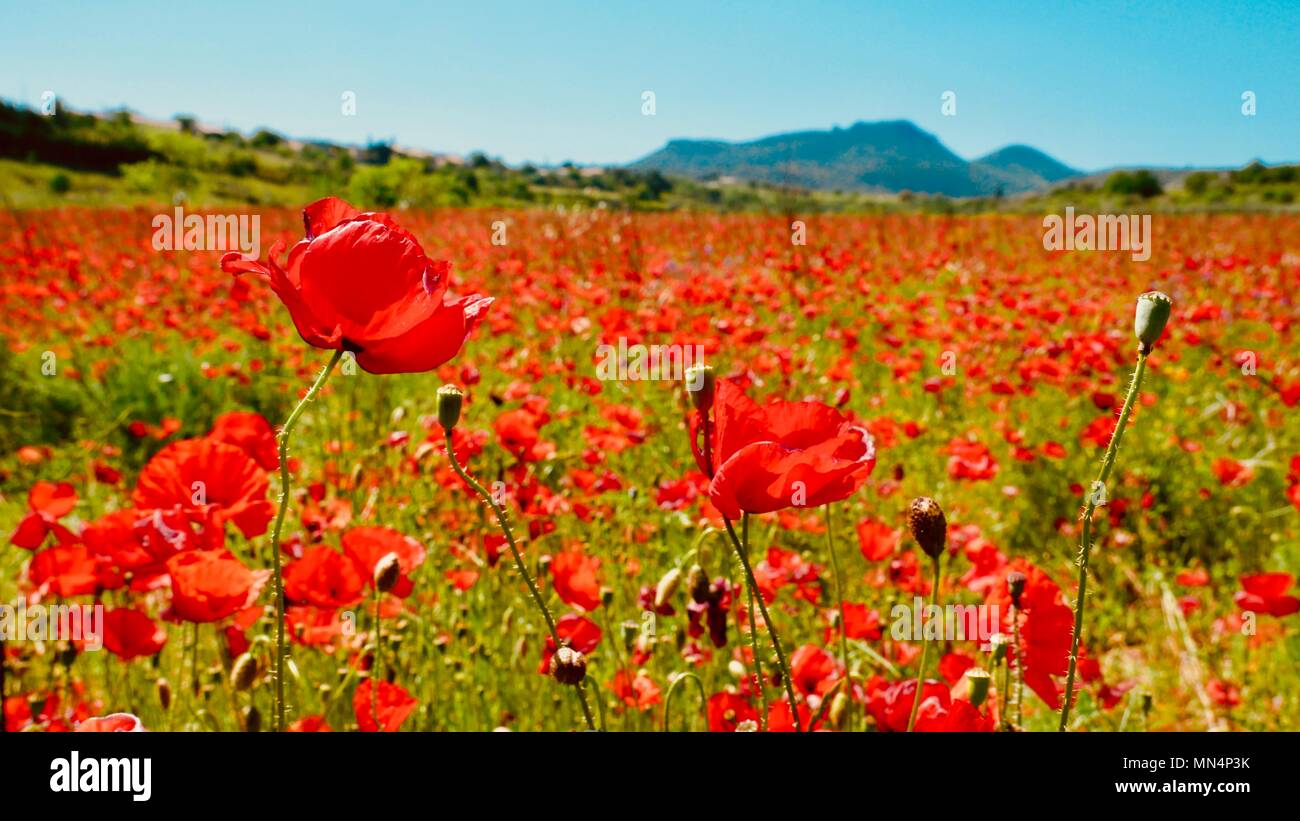 Poppies at sea hi-res stock photography and images - Alamy