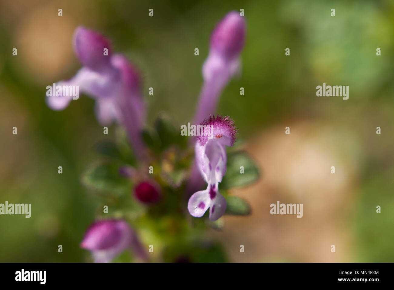 Lamium amplexicaule blossom Stock Photo - Alamy