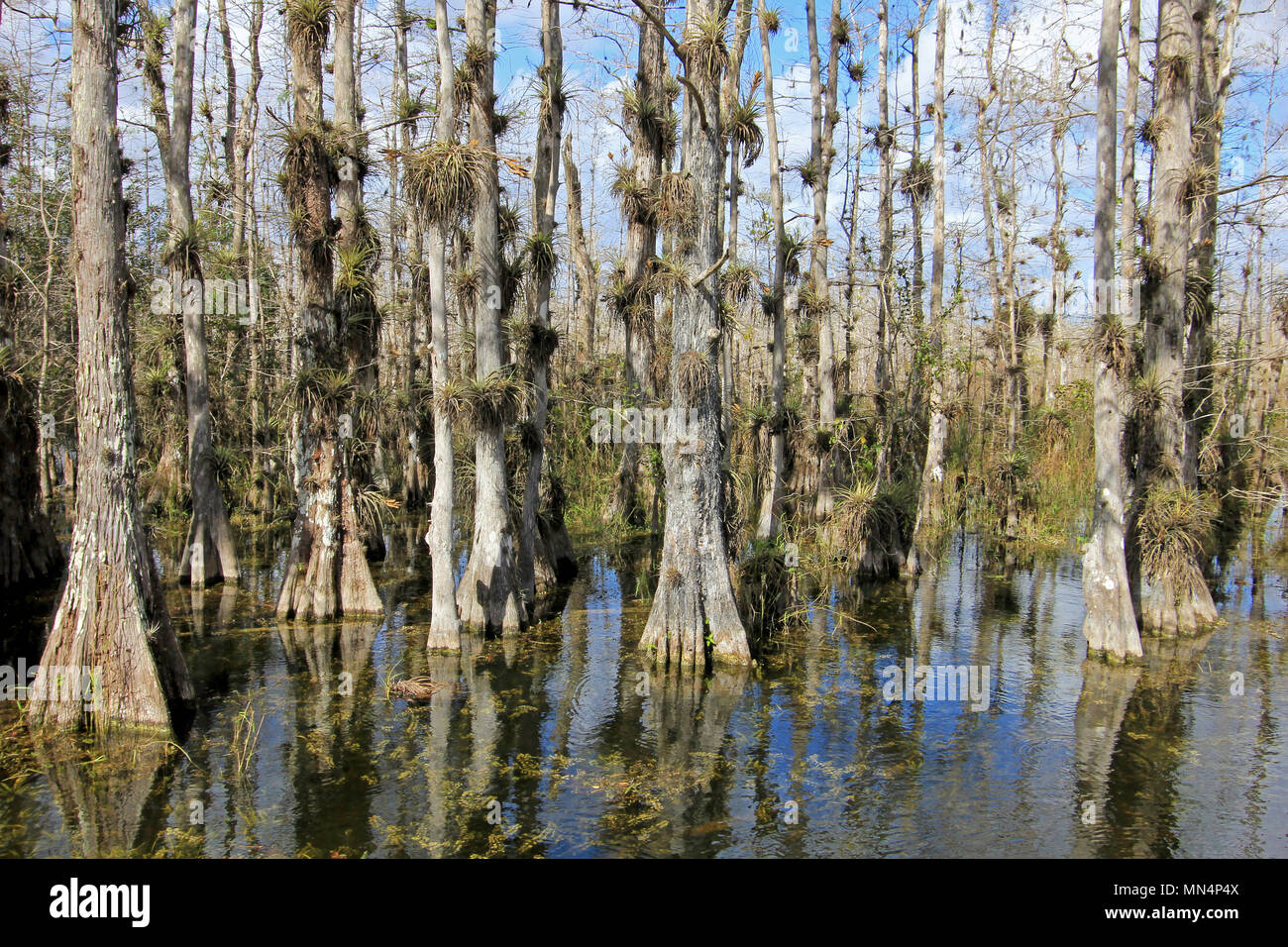 Bald Cypress Trees, Taxodium distichum, swamp, Everglades National Park ...