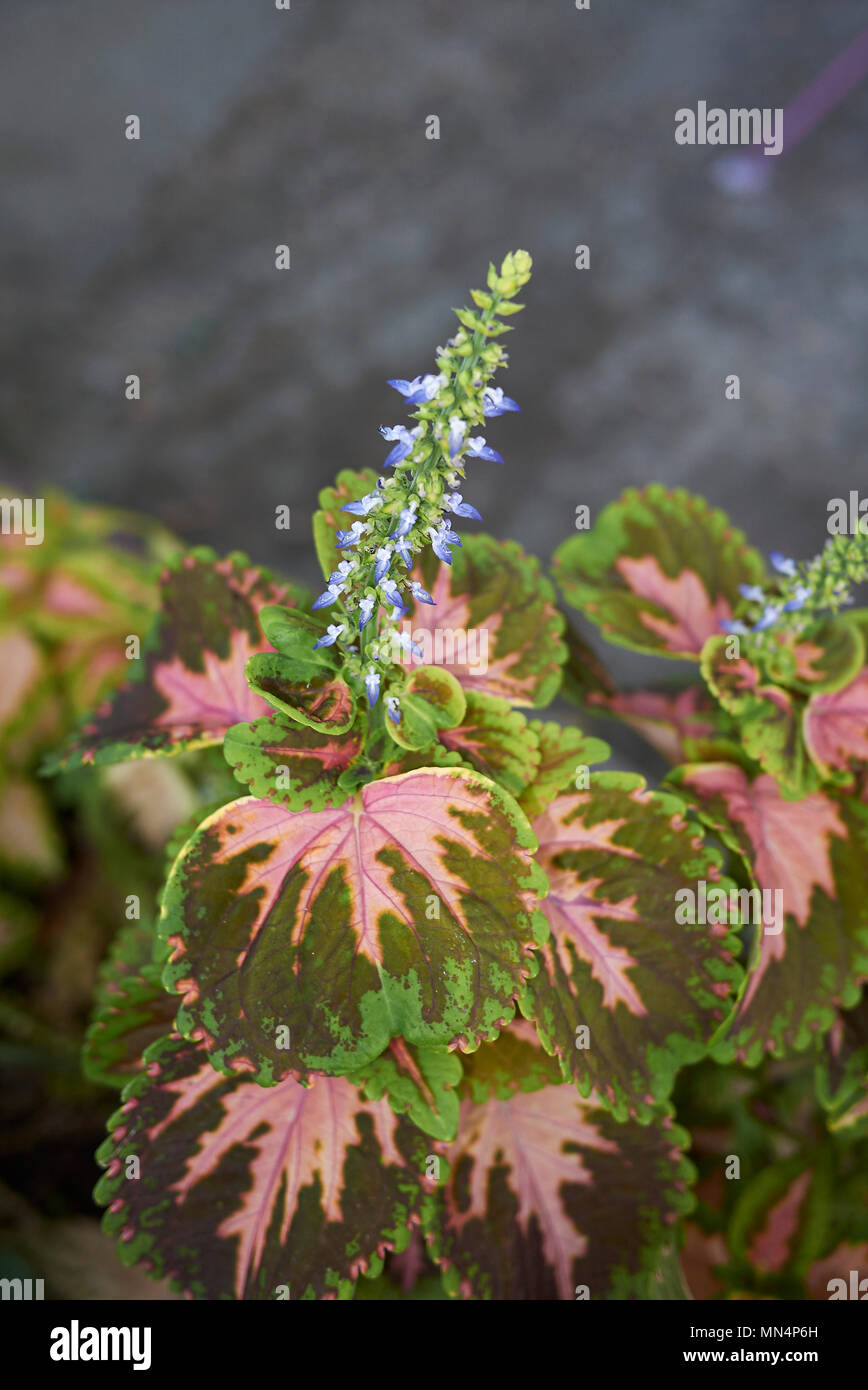 Coleus inflorescence hi-res stock photography and images - Alamy