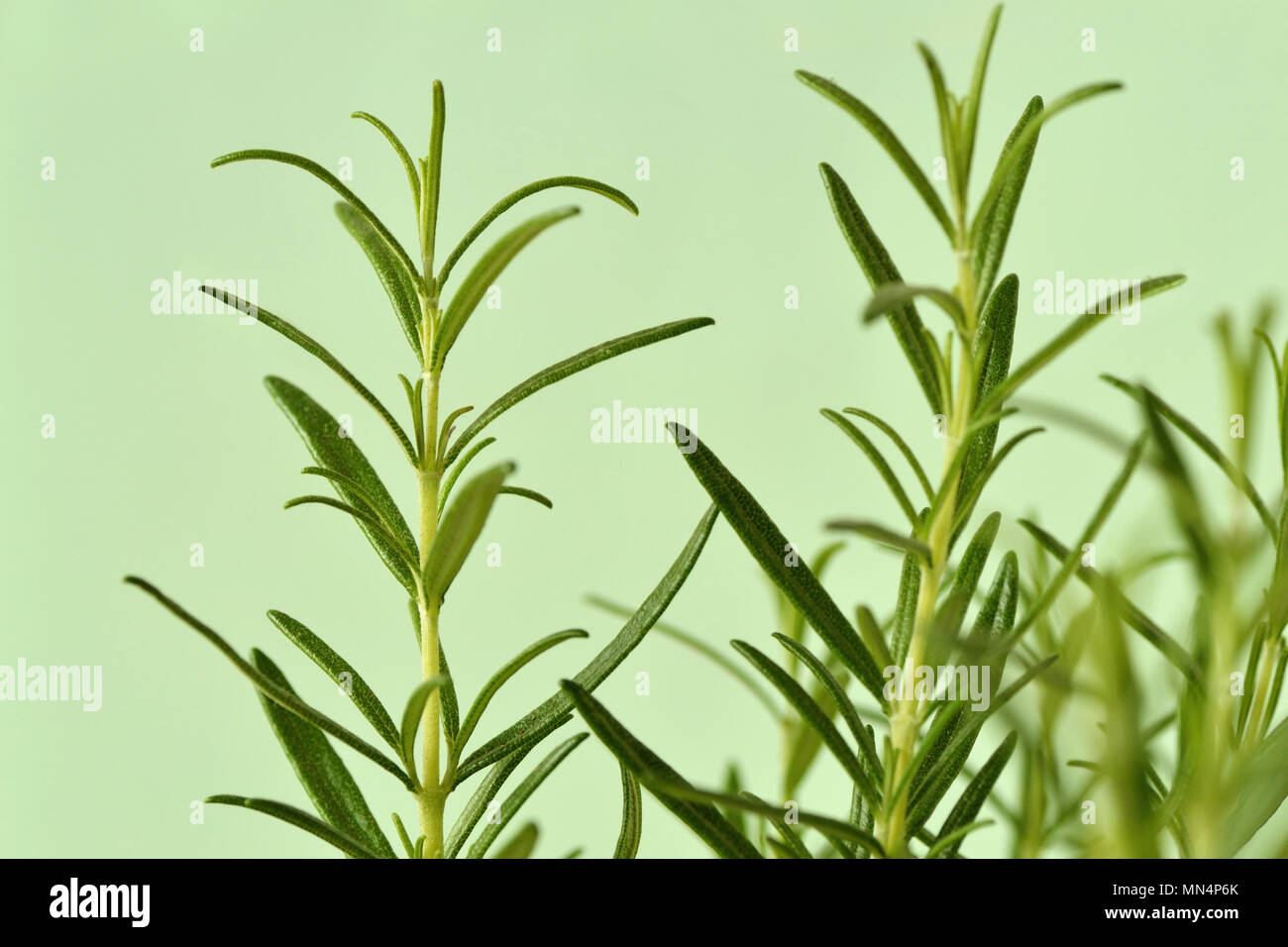 Rosemary and salad leaves hi-res stock photography and images - Alamy