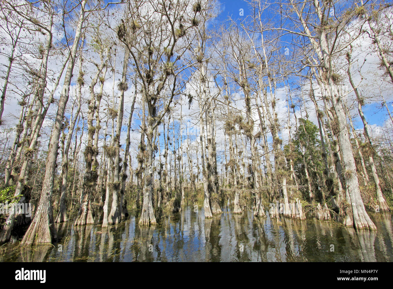 Bald Cypress Trees, Taxodium distichum, swamp, Everglades National Park ...