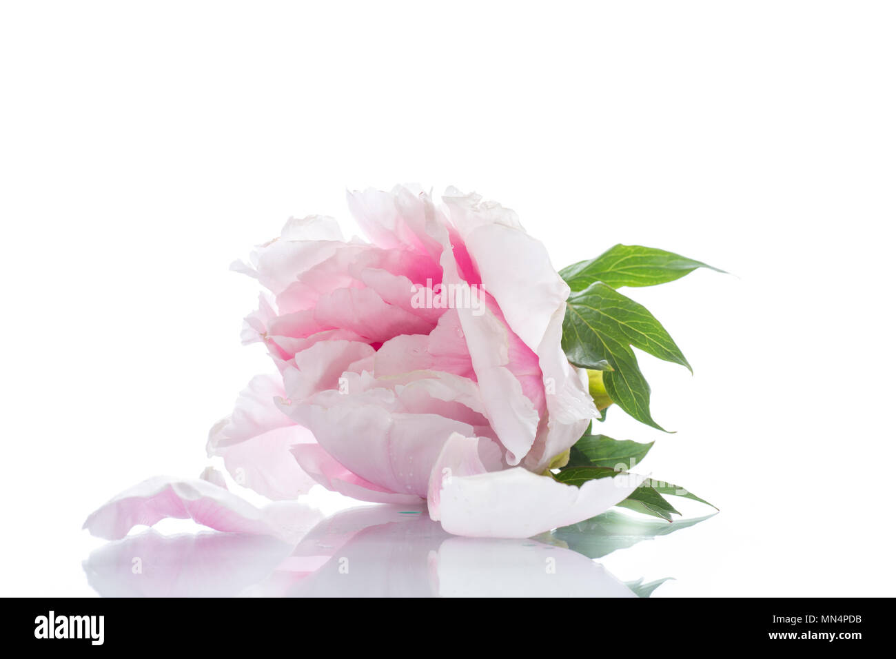 Beautiful pink peony bouquet open hi-res stock photography and images ...