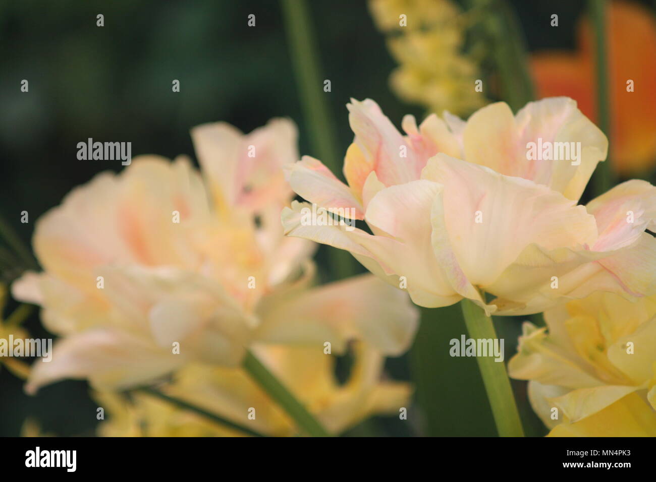 Turkish tulip album hi-res stock photography and images - Alamy
