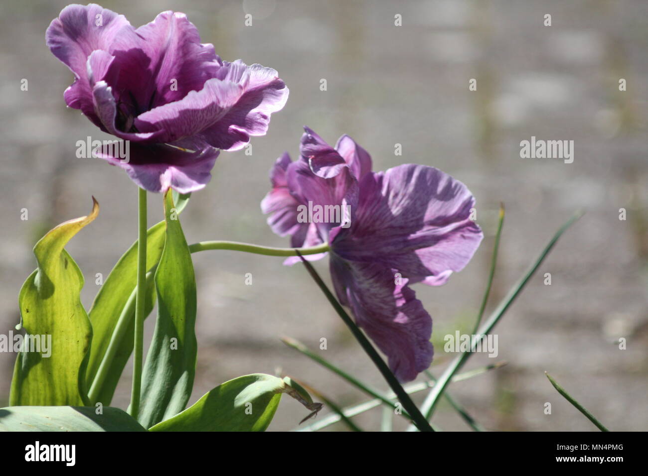 Duo of tulips hi-res stock photography and images - Alamy