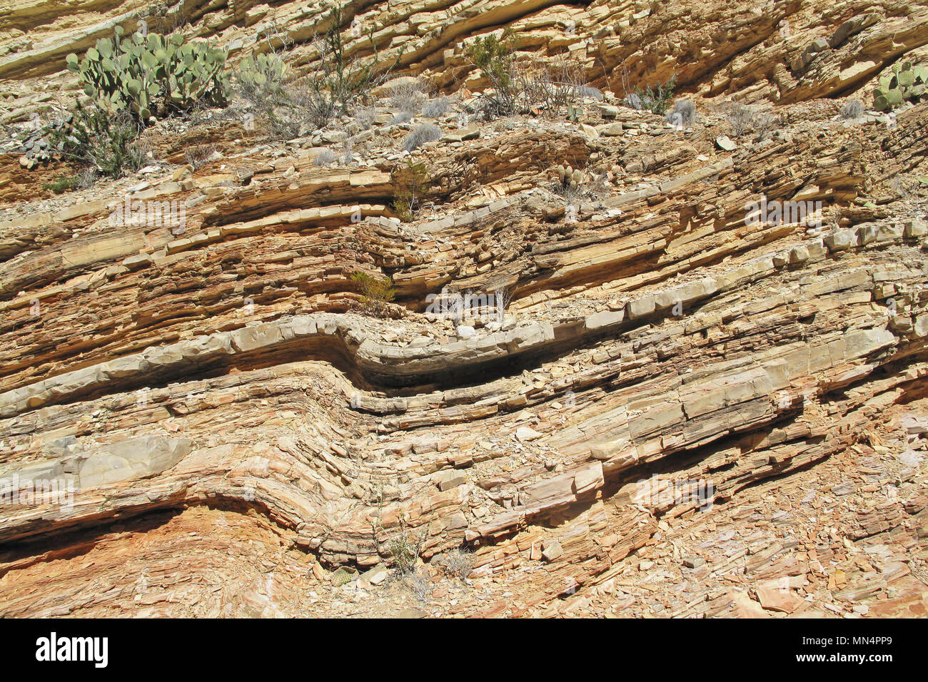 Yellow and red waved rock layers, Big Bend National Park, USA Stock ...