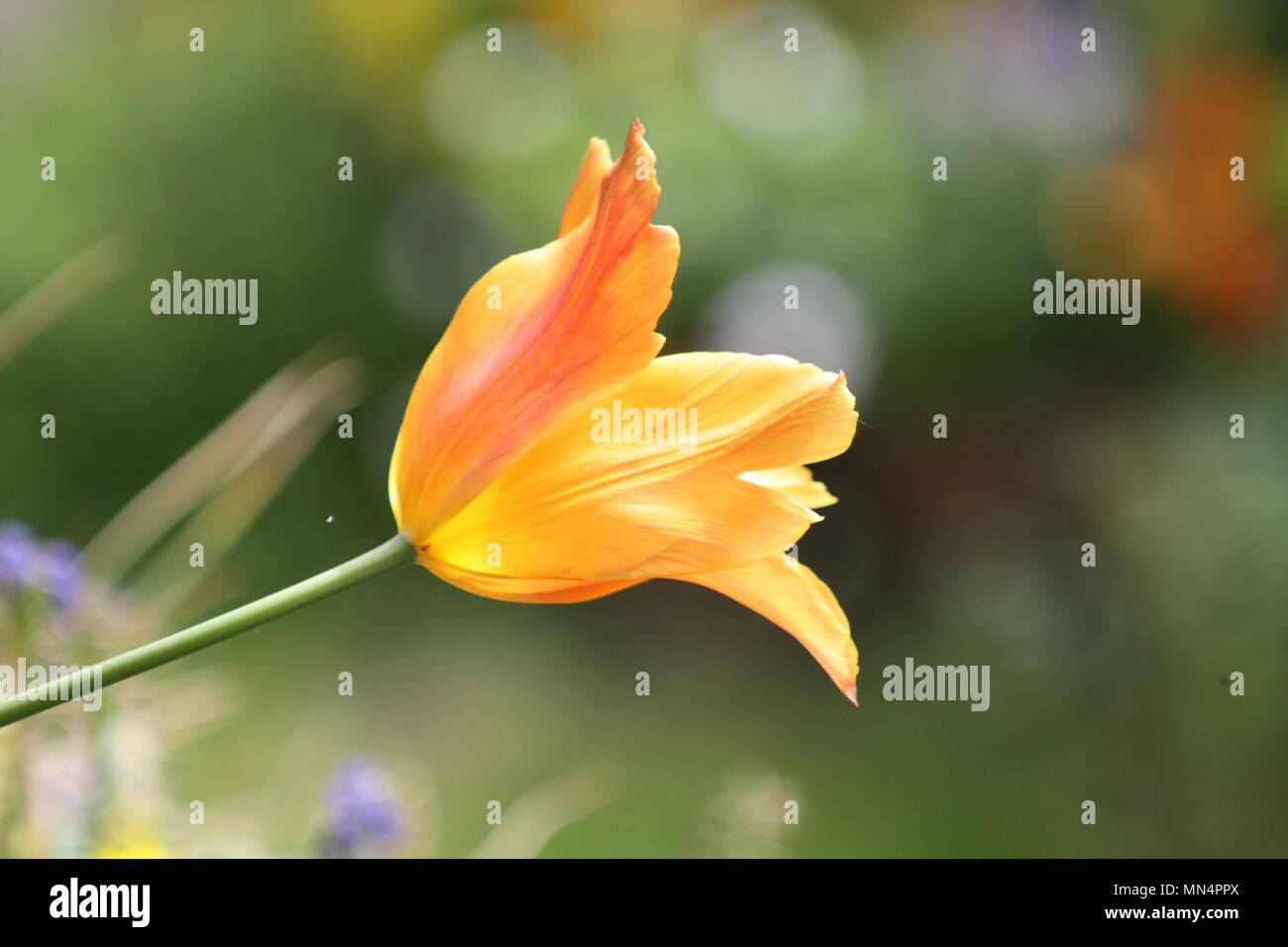 Uno solo hi-res stock photography and images - Alamy