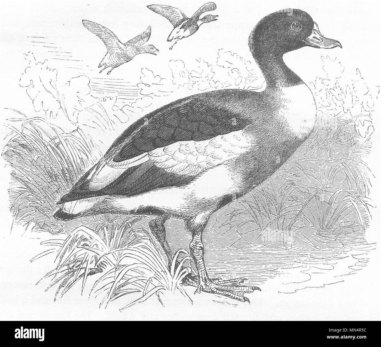 Duck picture Black and White Stock Photos & Images - Alamy