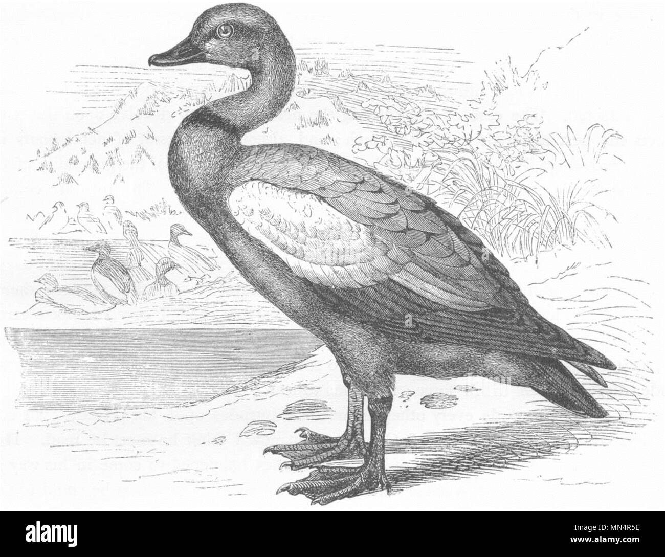 BIRDS. Swimmers. Duck. Ruddy Sheldrake, Brahminy c1870 old antique ...