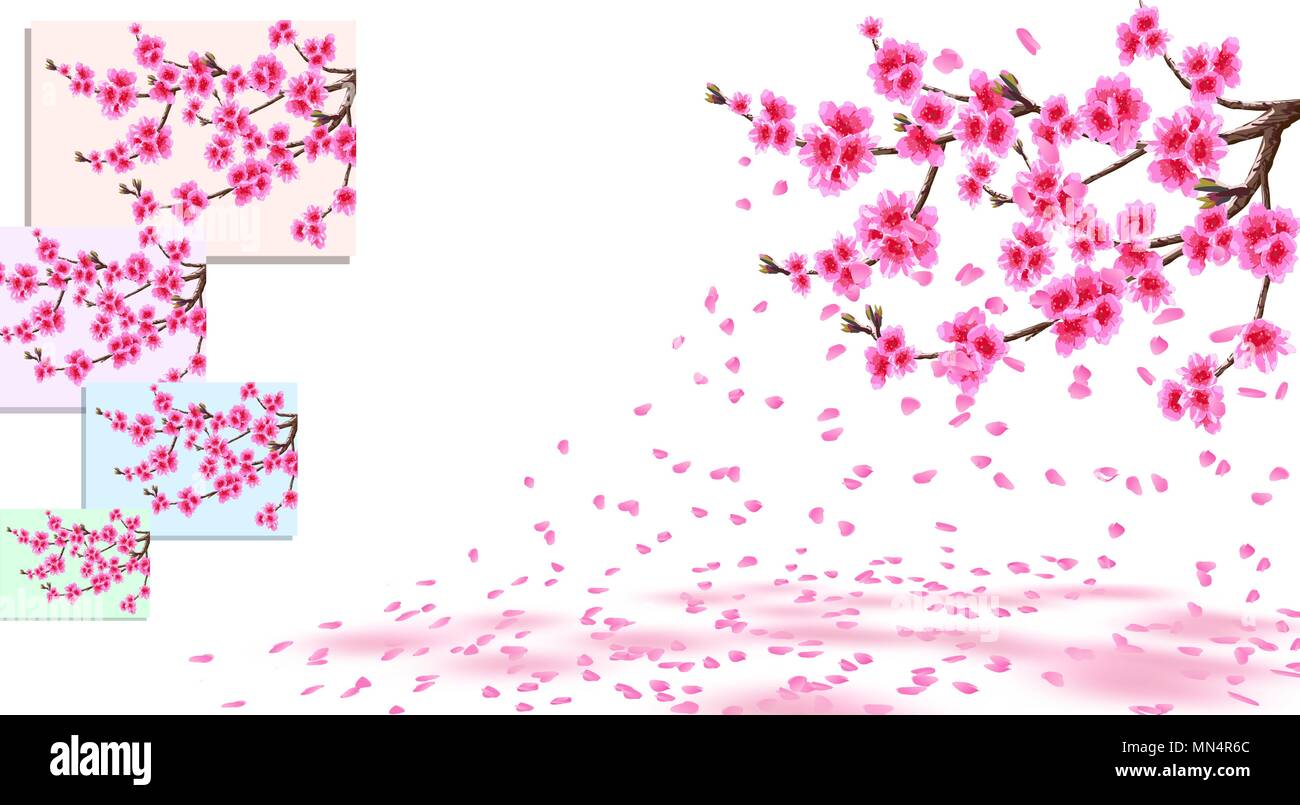 Sakura is losing petals. curved branches of a cherry tree with purple ...