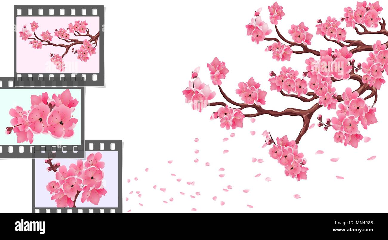 Sakura. curved branches of a cherry tree with small flowers and cherry ...
