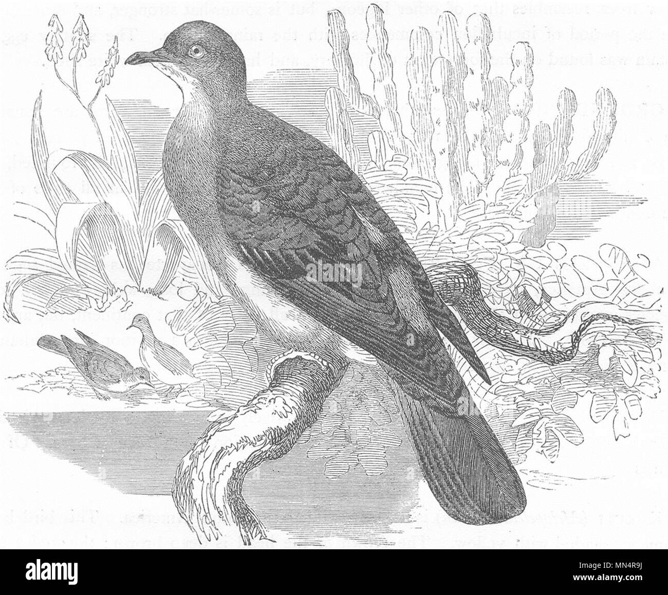 GALLINACEOUS BIRDS. Pigeon. Dwarf c1870 old antique vintage print ...