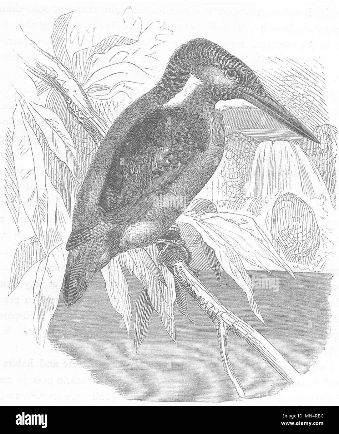 BIRDS. Searcher. Kingfisher. European c1870 old antique vintage print ...