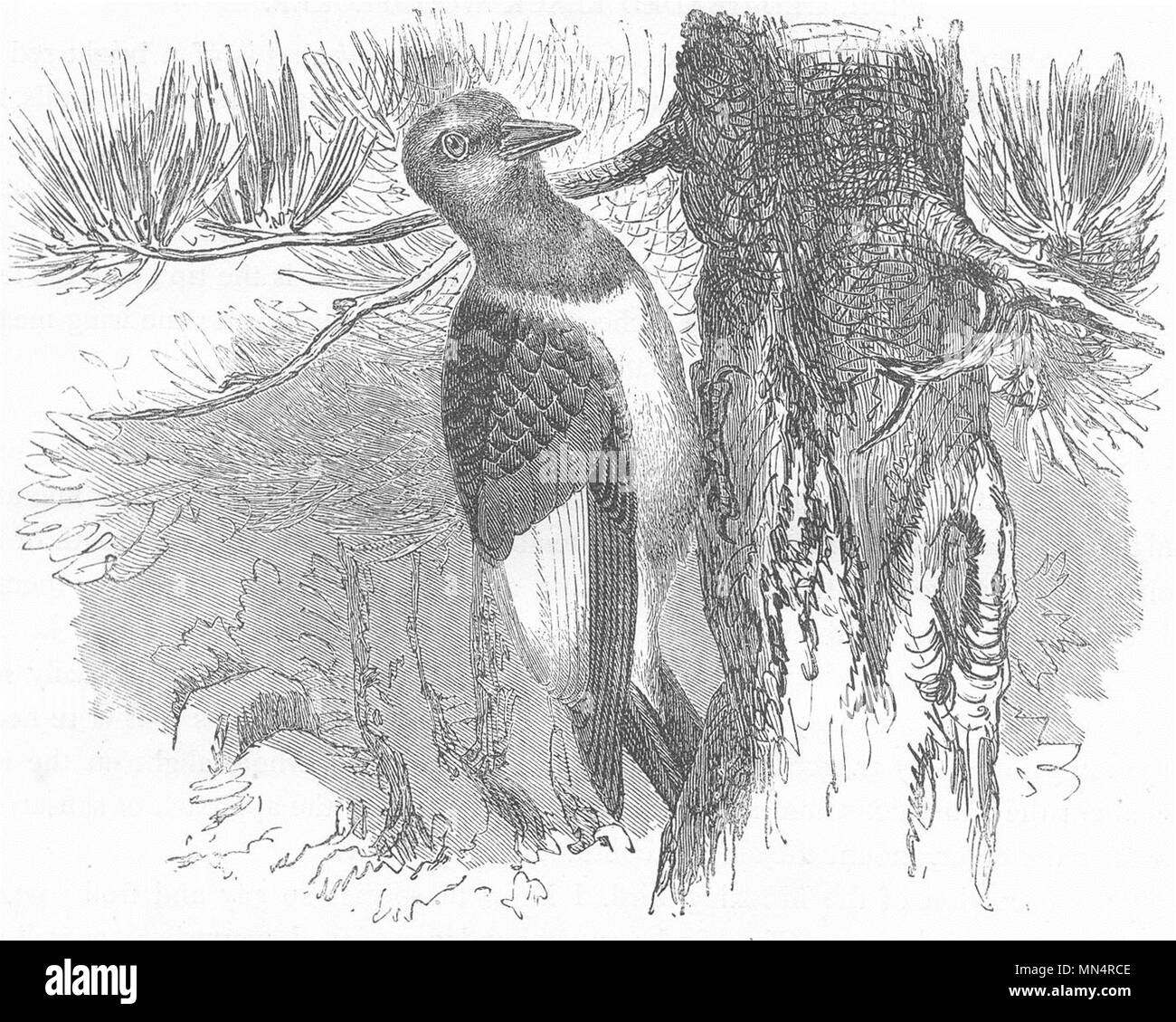 SEARCHER. Tree Climber. Red-headed Black Woodpecker c1870 old antique ...