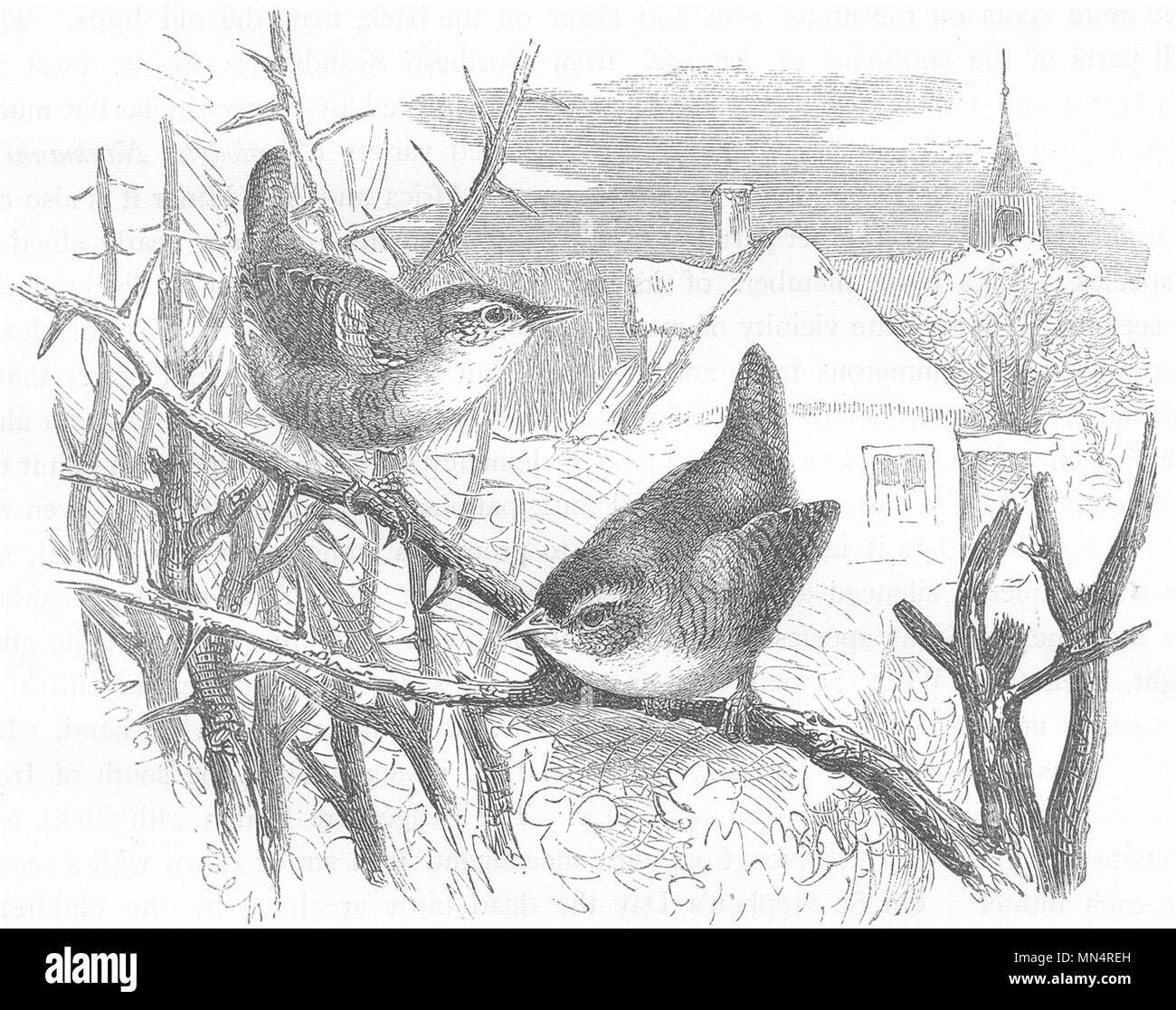 BIRDS. Singing. common Wren c1870 old antique vintage print picture ...