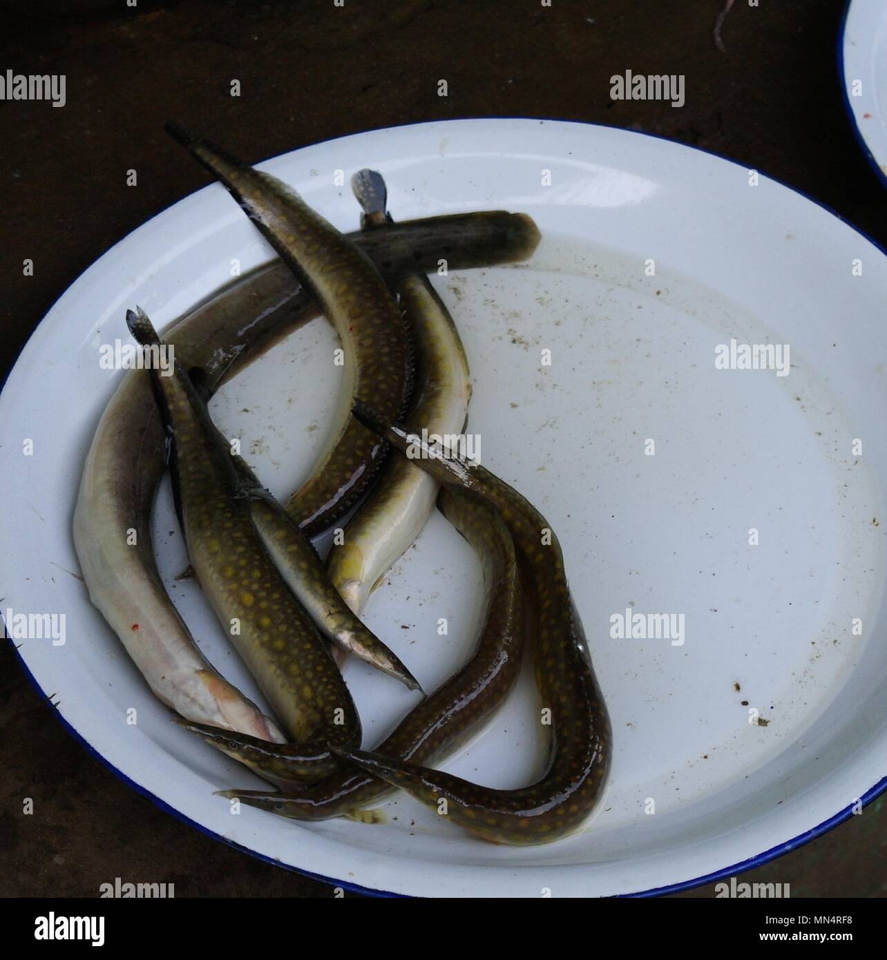 Lamprey eel hi-res stock photography and images - Alamy