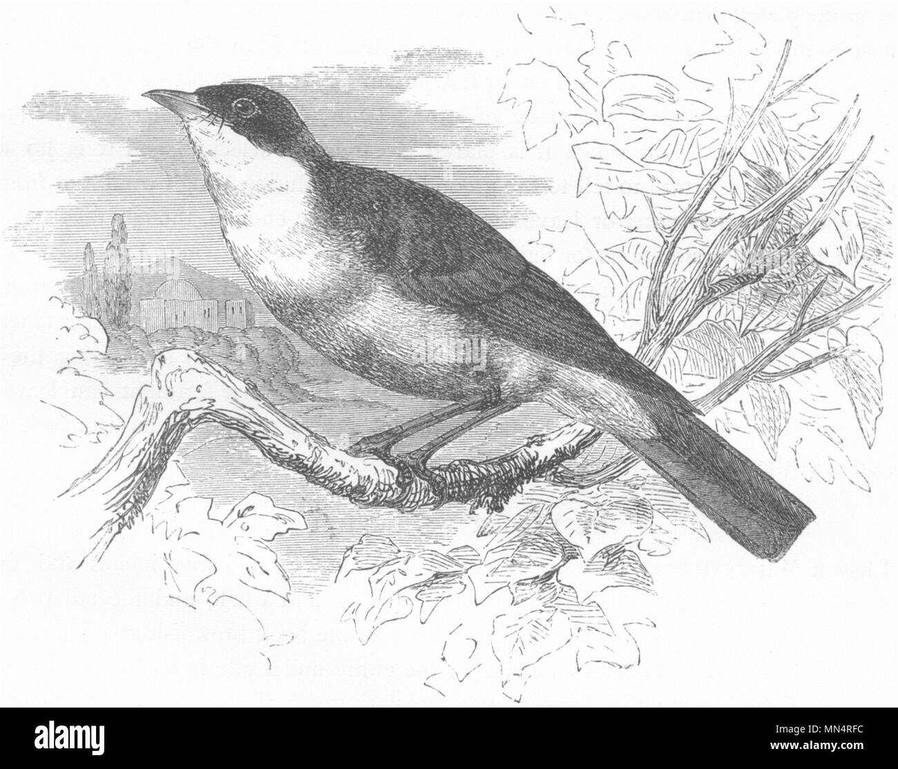 Singing orpheus hi-res stock photography and images - Alamy