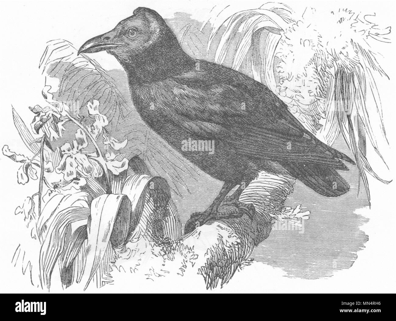 SINGING MANAKIN. Capuchin Bird, Bald Fruit Crow c1870 old antique print ...