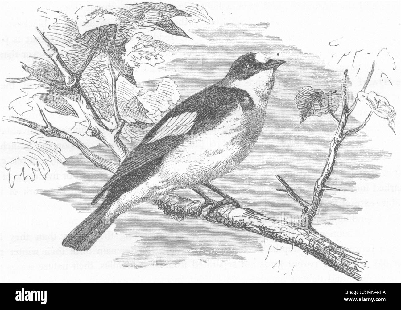 SINGING FLY-CATCHER. Collared White-Necked c1870 old antique print ...