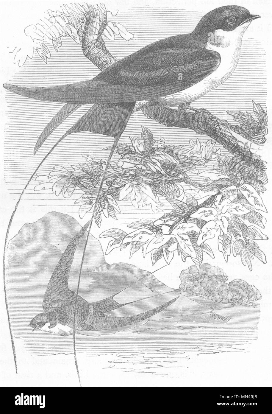 Thread tailed hi-res stock photography and images - Alamy