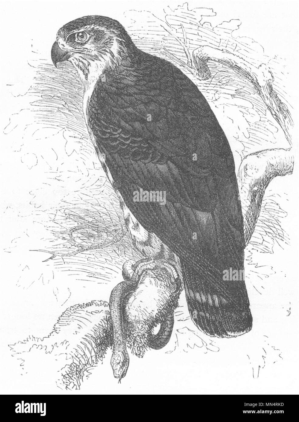 BIRDS. Raptorial. Buzzard. Snake c1870 old antique vintage print ...
