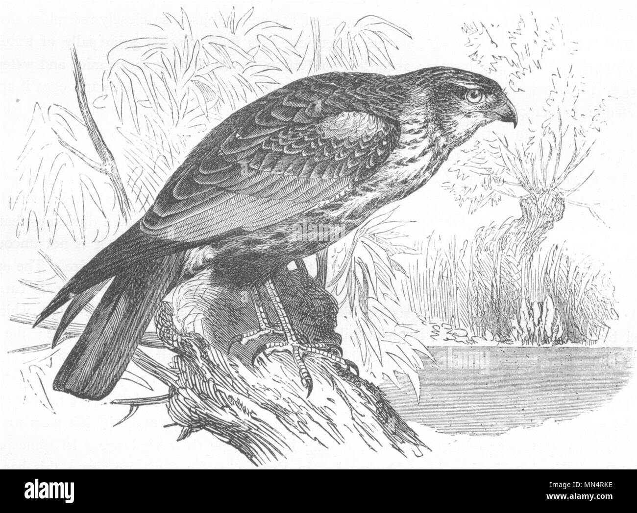 BIRDS. Raptorial. True Kite. Reed Marsh Harrier c1870 old antique print ...