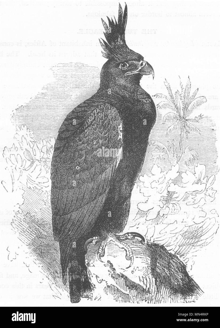 BIRDS. Raptorial. Eagle. Tufted c1870 old antique vintage print picture ...