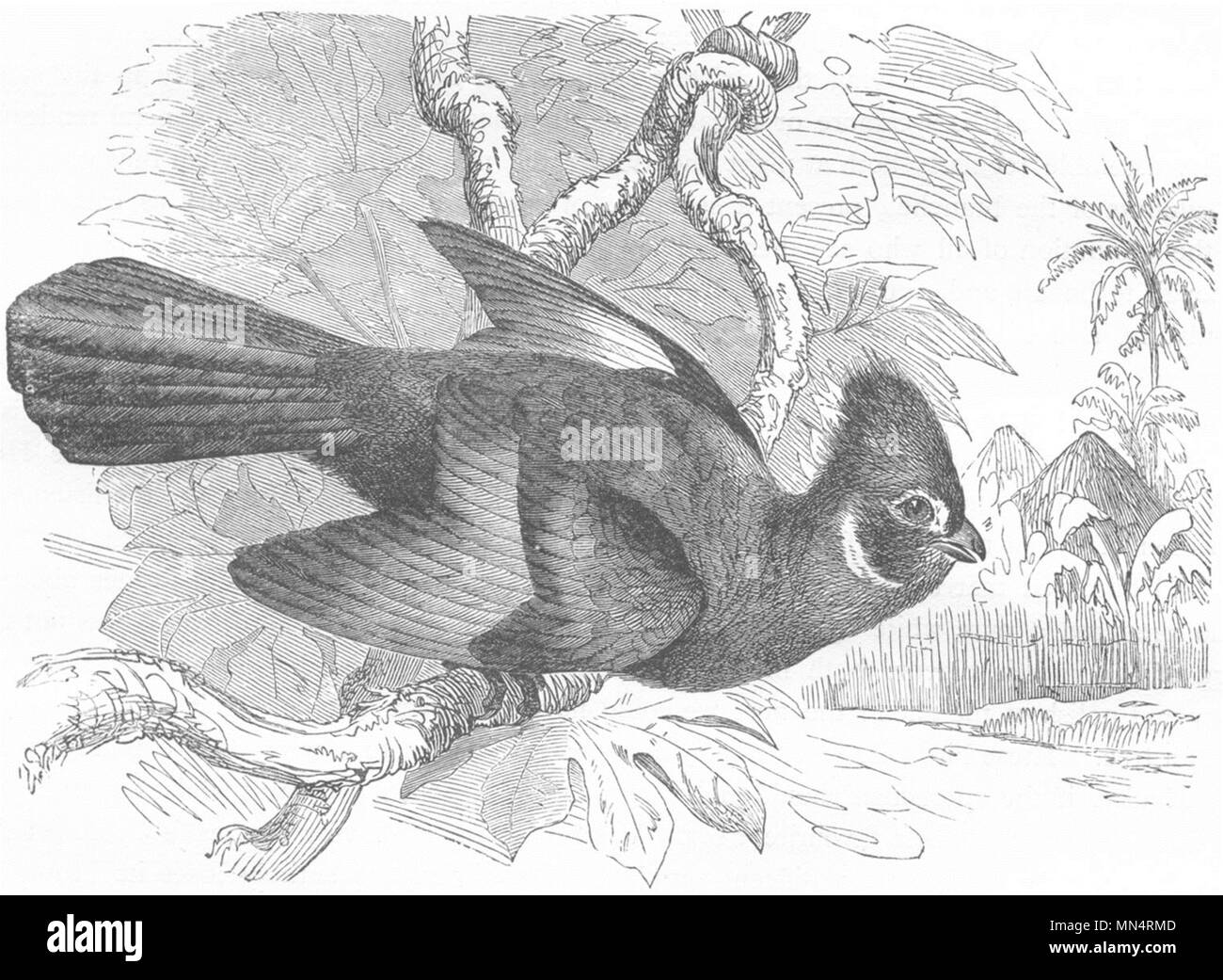 RAVEN. Plantain Eater. White-cheeked Helmet Bird c1870 old antique ...