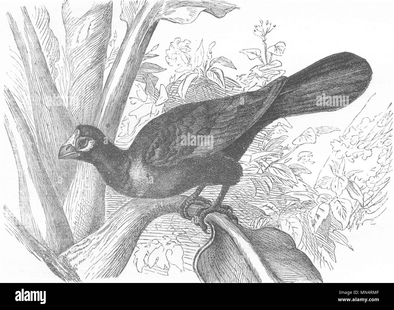 Picture banana Black and White Stock Photos & Images - Alamy