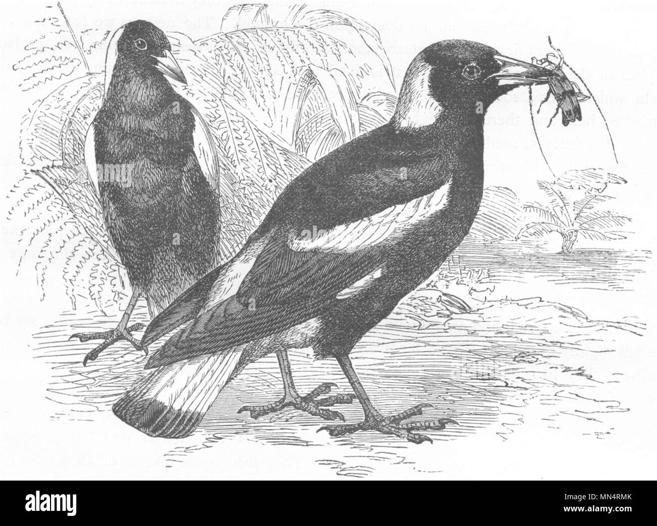BIRDS. Raven. Flute Bird c1870 old antique vintage print picture Stock ...