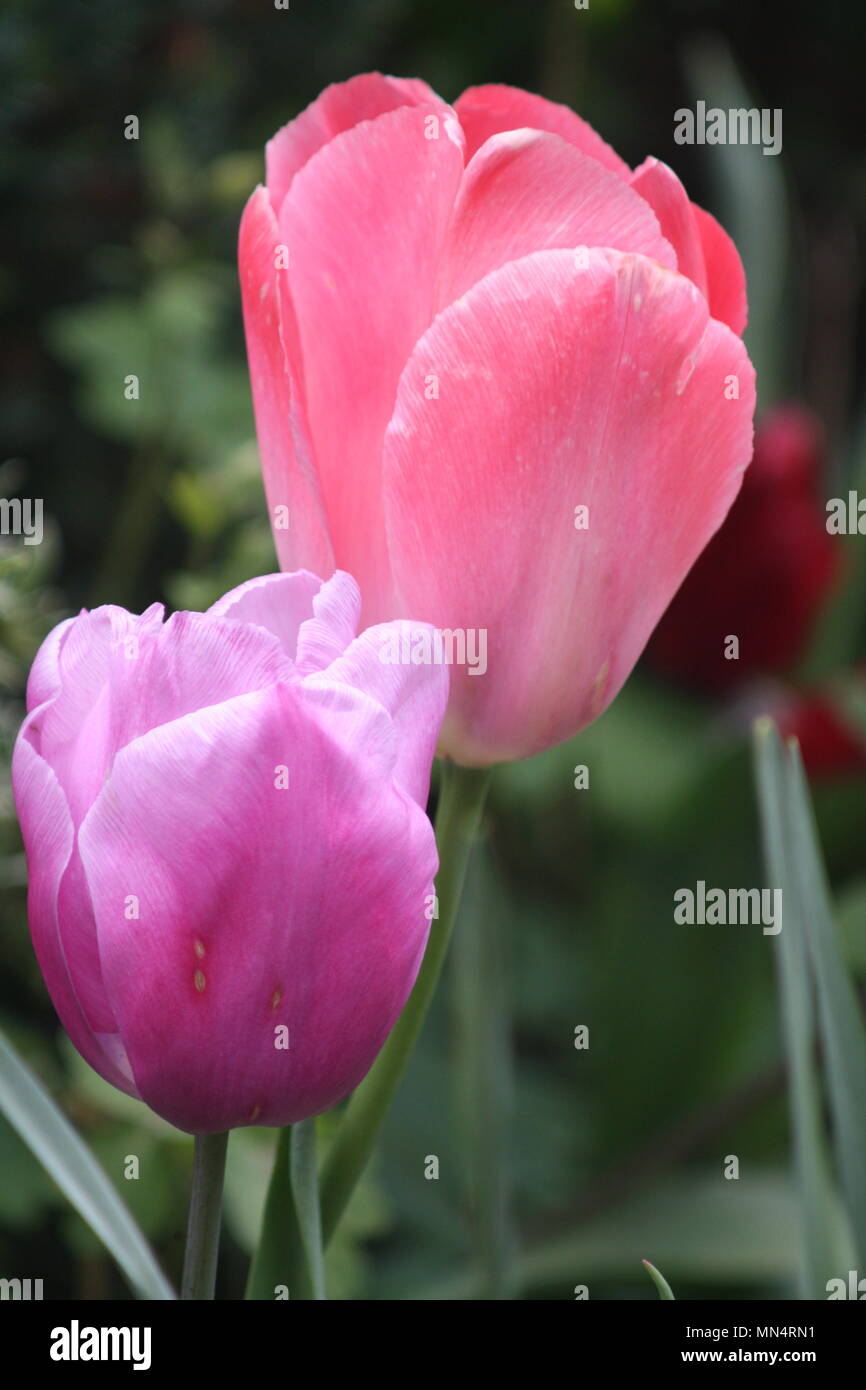 11th wedding anniversary hi-res stock photography and images - Alamy