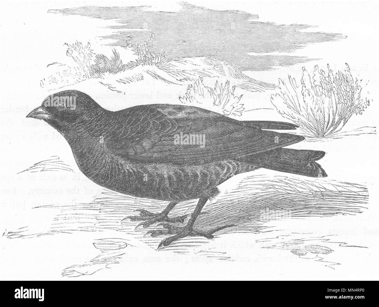 BIRDS. Passerine. Lark. Moor c1870 old antique vintage print picture ...