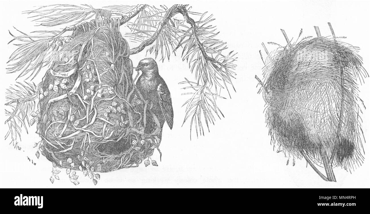 Gold bird hi-res stock photography and images - Alamy