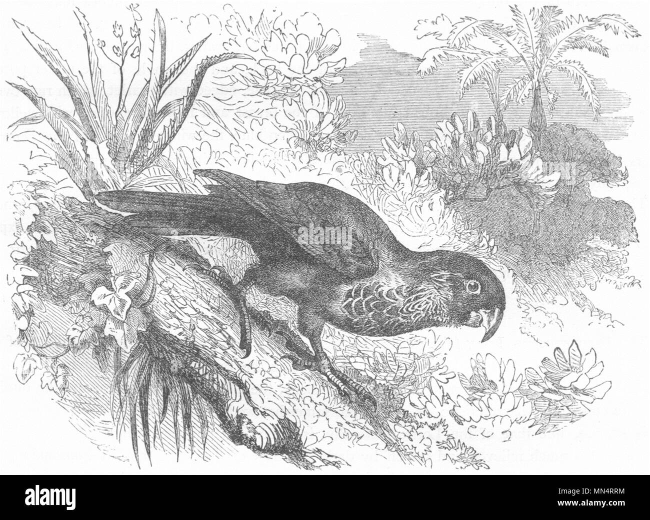 BIRDS. Cracker. Lory. Dappled Lorikeet c1870 old antique vintage print ...