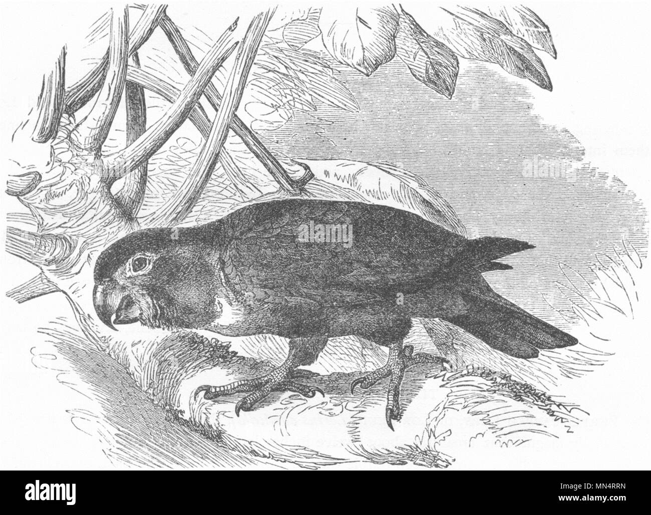 BIRDS. Cracker. Lory. Purple-capped, Lorikeet c1870 old antique print ...