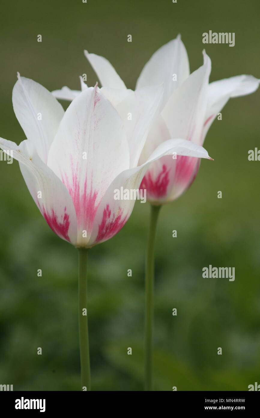Turkish tulip album hi-res stock photography and images - Alamy
