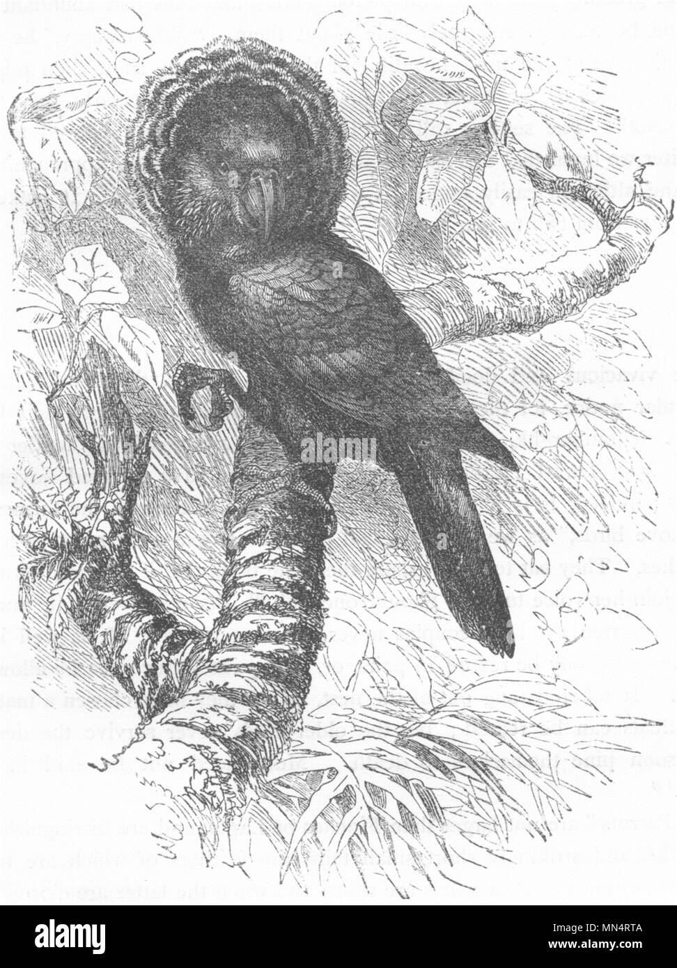 BIRDS. Cracker. Parrot. Crested Hawk c1870 old antique vintage print ...