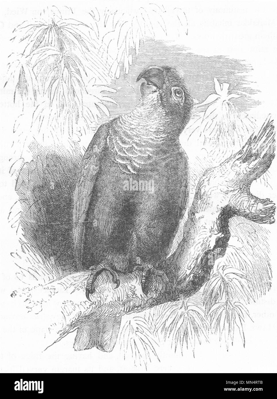 BIRDS. Cracker. Parrot. Maitakka c1870 old antique vintage print ...