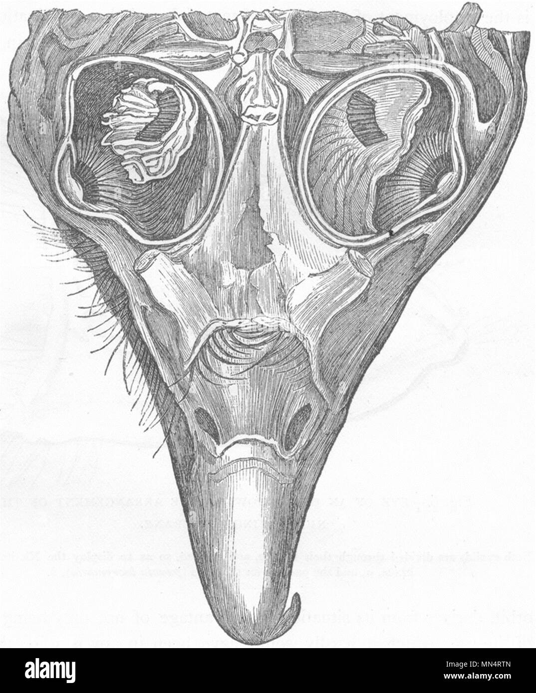 BIRDS. Head of an Eagle, Structure Eye c1870 old antique vintage print ...