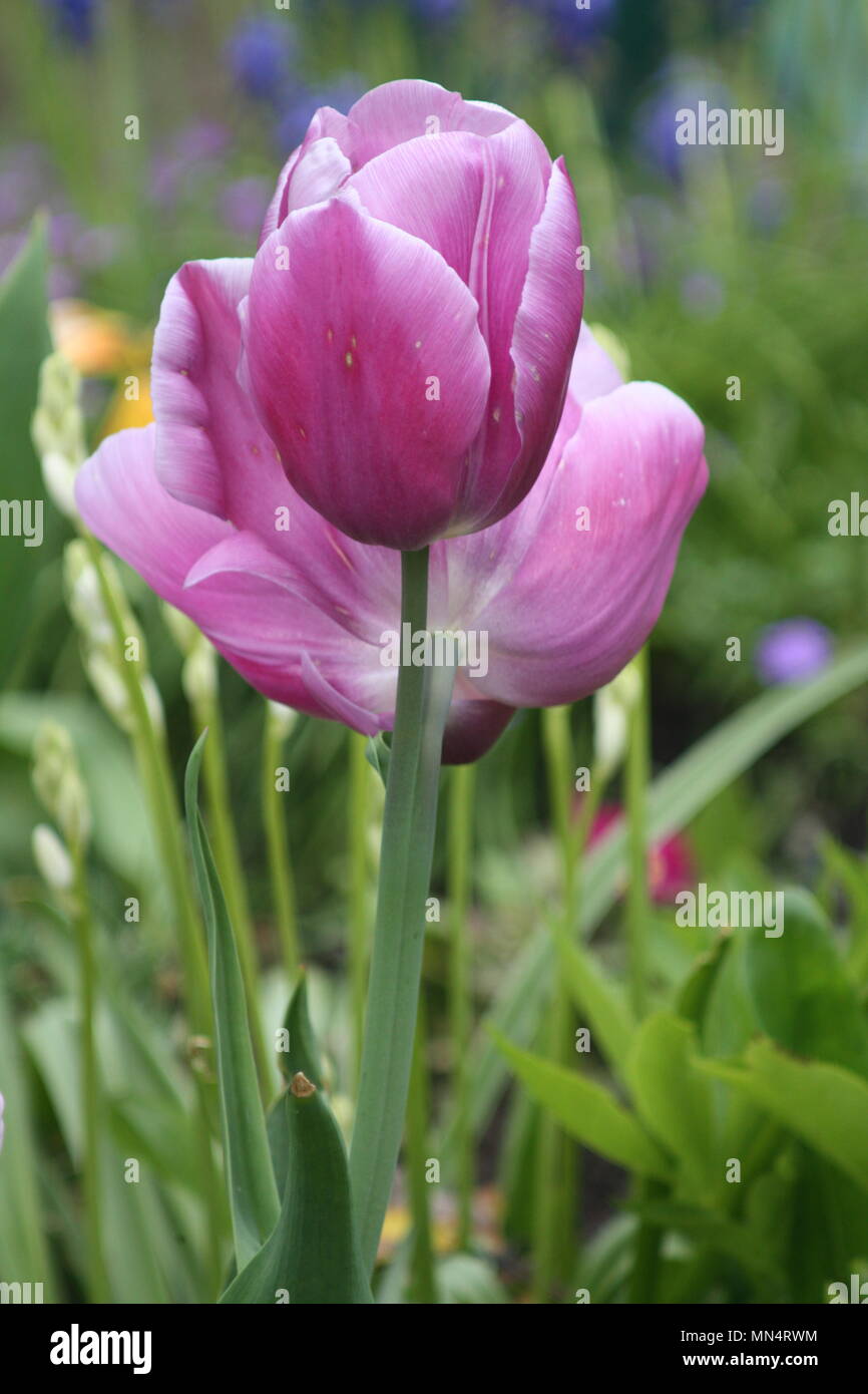 purple tulip duo in cottage garden Stock Photo - Alamy