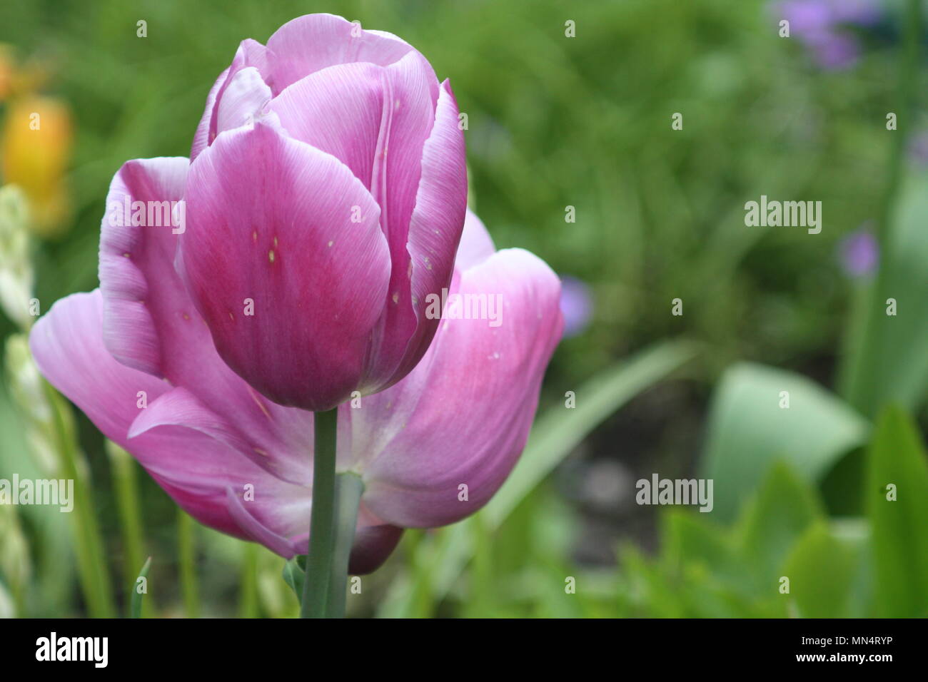 pink purple tulip duo Stock Photo - Alamy