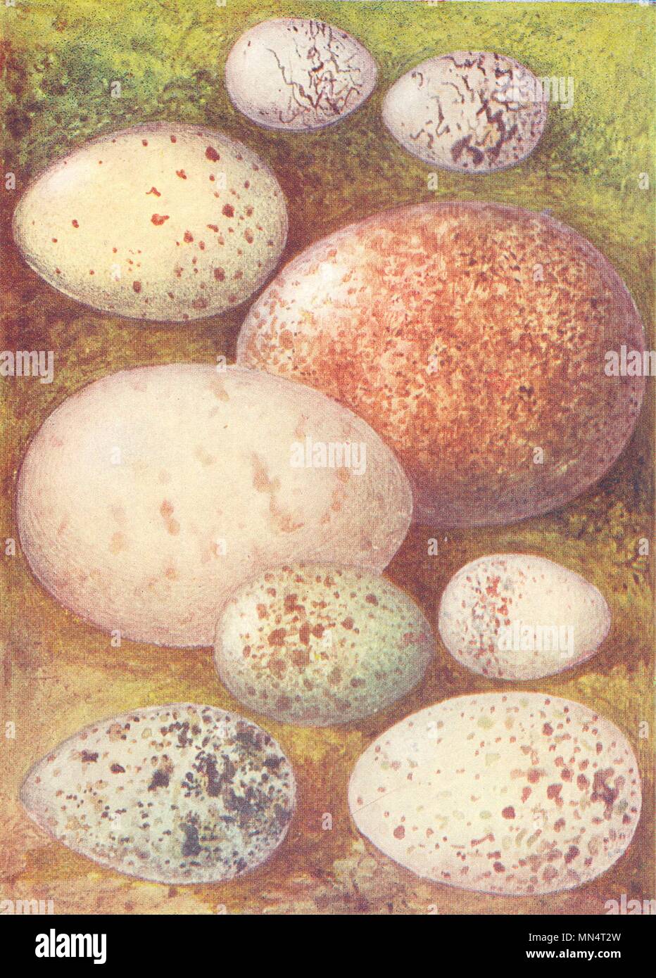 Common snipe eggs hi-res stock photography and images - Alamy