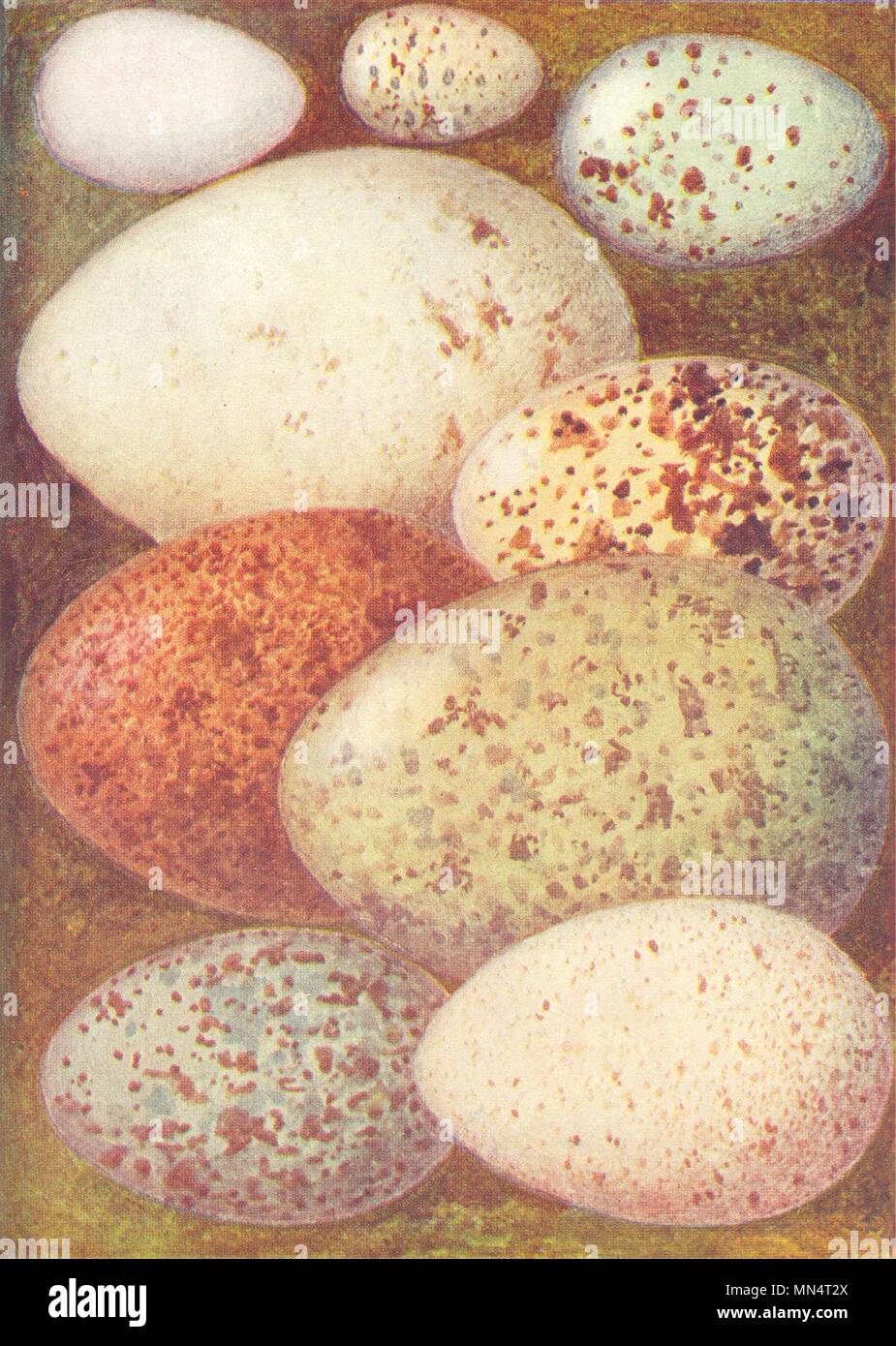 EGGS. Dipper; Missel Thrush; Spoonbill; Ptarmigan 1901 old antique ...