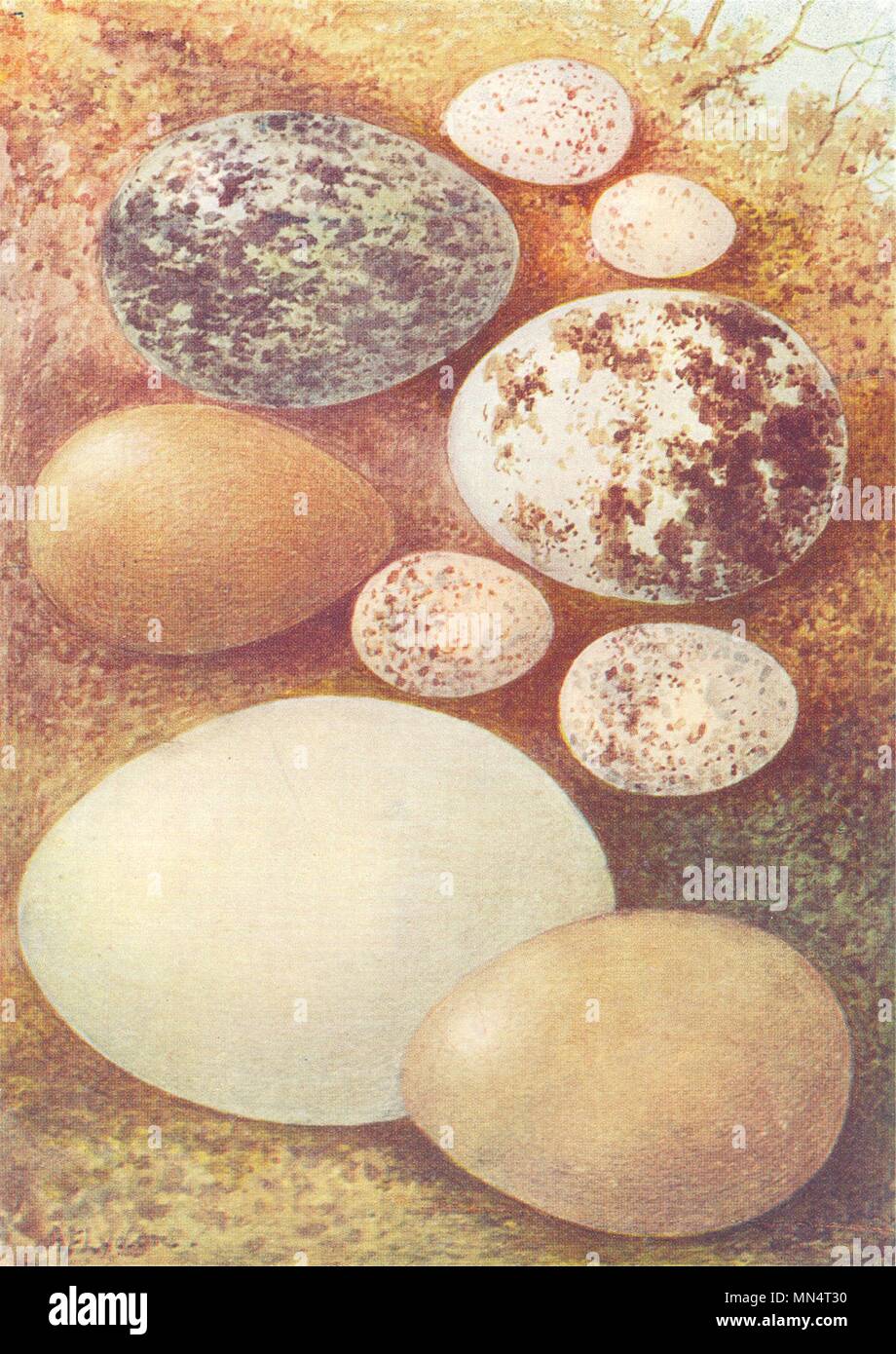 EGGS. Carrion Crow; Blue Tit; Blackcap; Partridge; Duck 1901 old ...