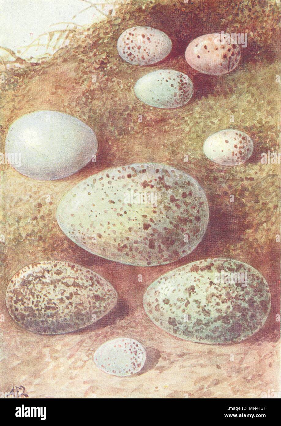 EGGS. Gold-bull-chaffinch; Magpie; Raven; Linnet; Rook 1901 antique ...