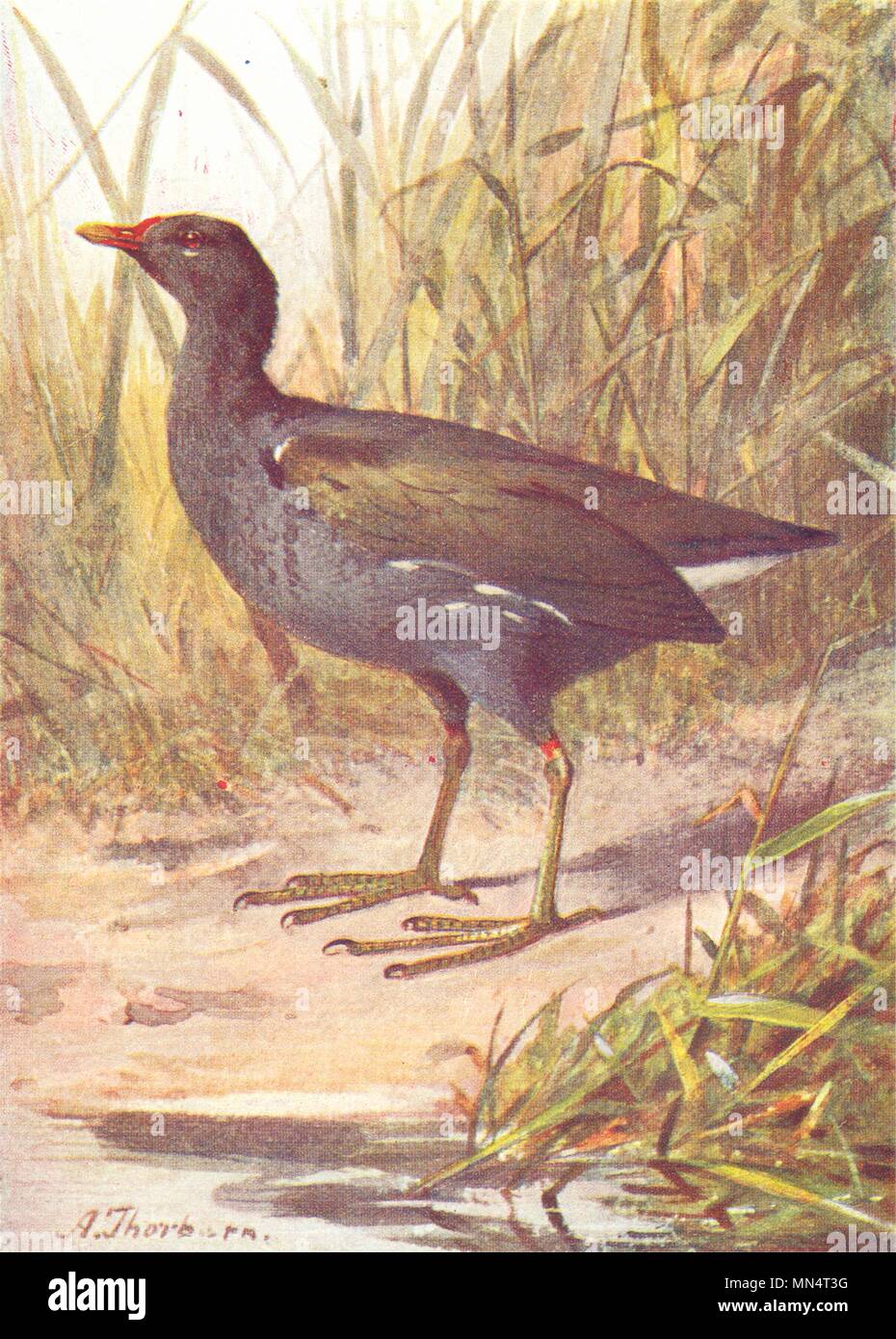 BIRDS. Moor, Water Hen 1901 old antique vintage print picture Stock ...