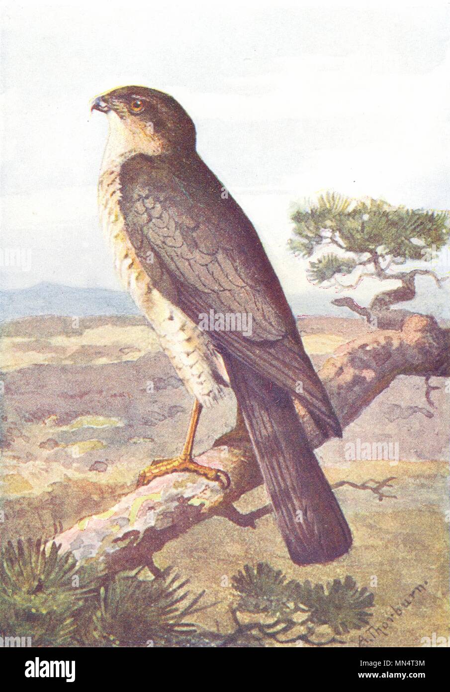 BIRDS. Sparrow Hawk 1901 old antique vintage print picture Stock Photo ...
