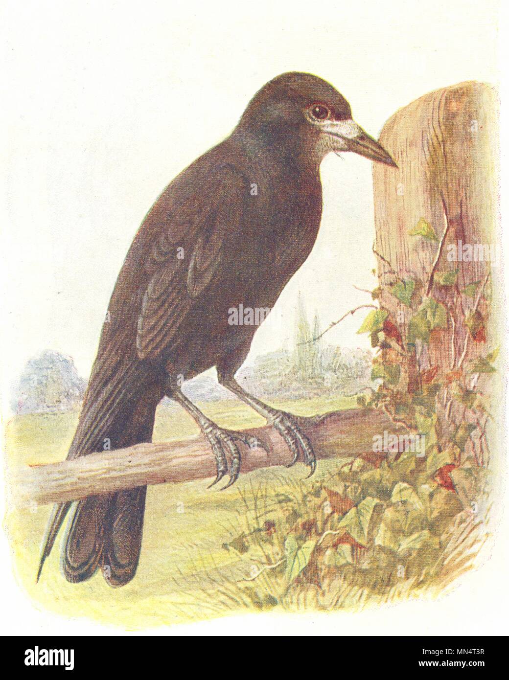 BIRDS. Rook 1901 old antique vintage print picture Stock Photo - Alamy